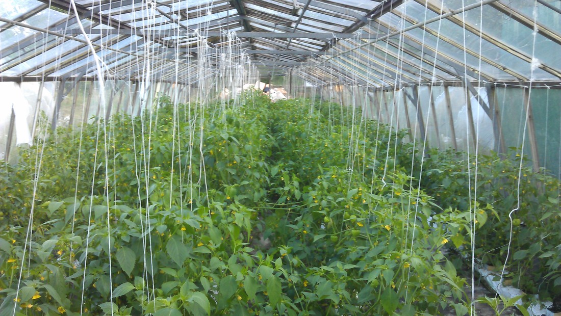 About Us - Tegrity Seeds